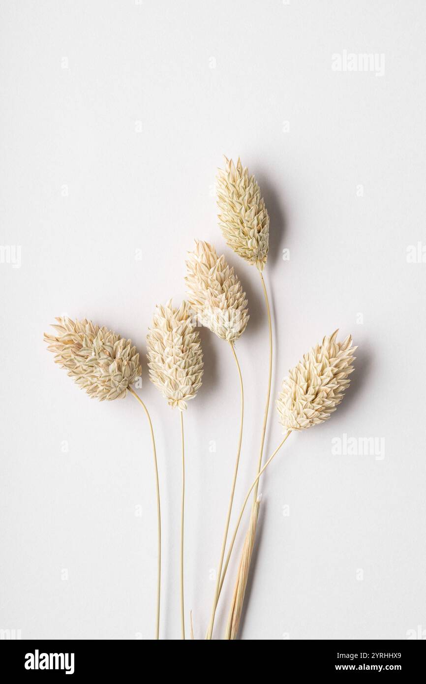 A minimalist display of beige dry plants against a white background ...