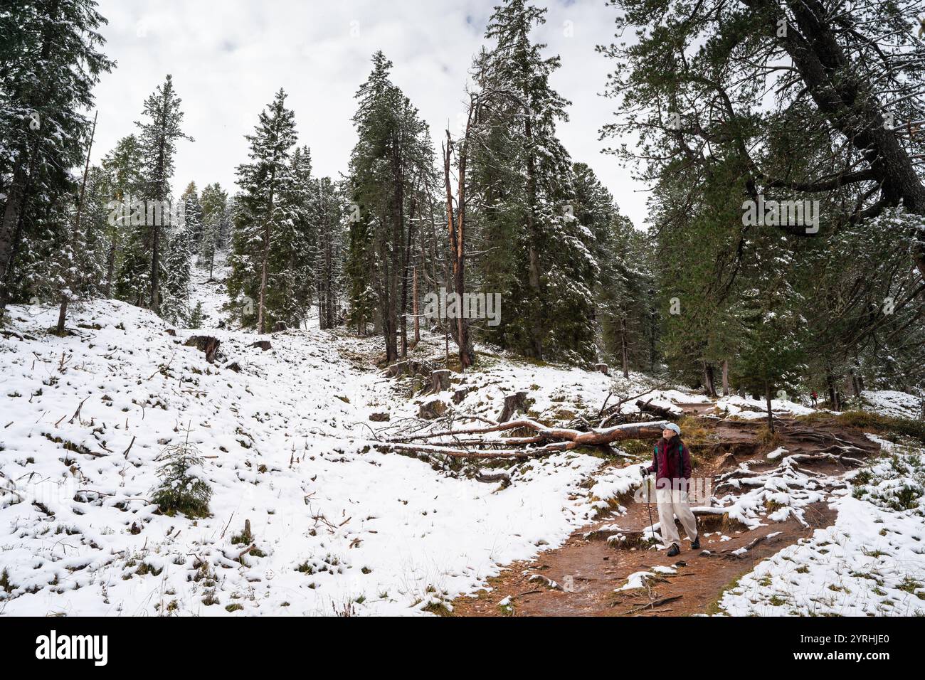 Tall evergreen trees create hi-res stock photography and images - Alamy