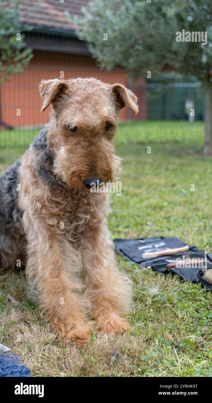 An Airedale Terrier sitting on grass with grooming tools beside it The ...
