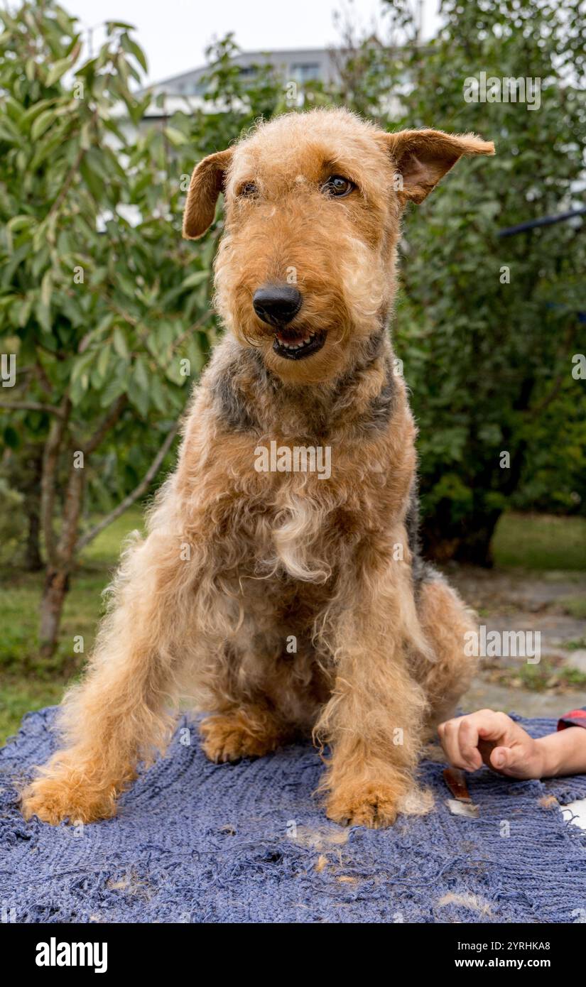 An Airedale Terrier dog sits on a grooming table outdoors during a ...