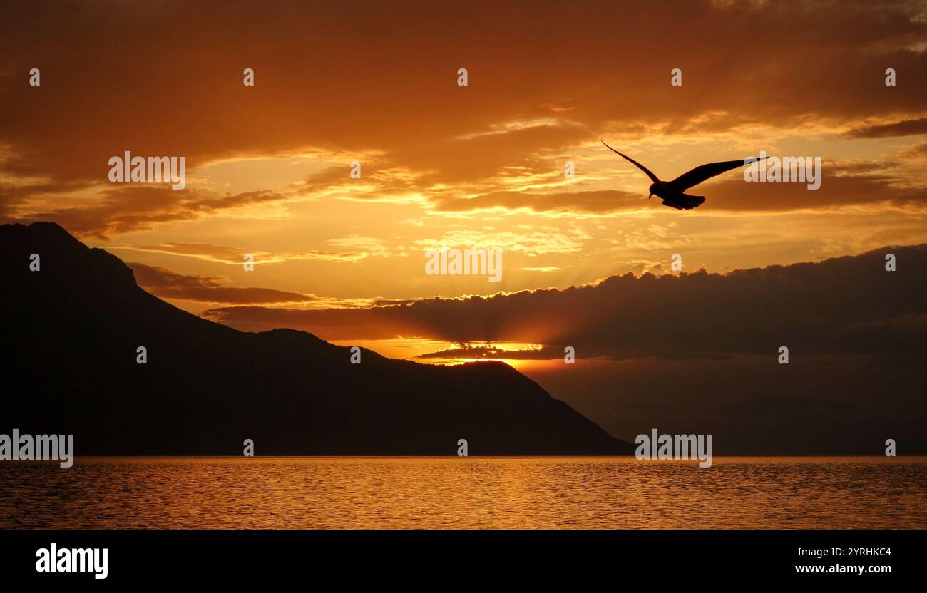 A bird gracefully flies across a stunning sunset over Lake Geneva ...