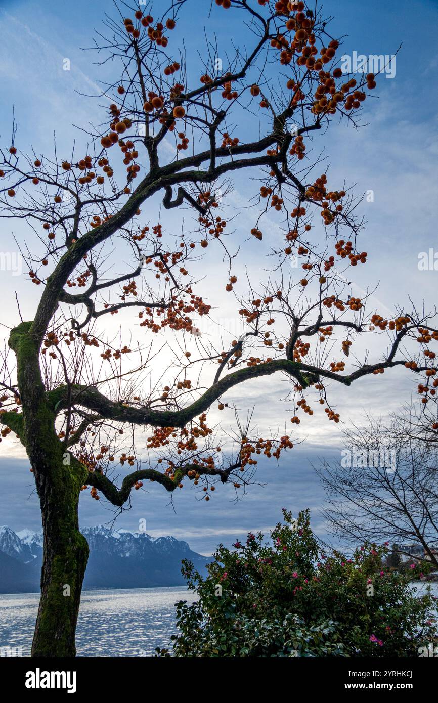A stunning view of a persimmon tree with vibrant orange fruits against a tranquil lake and ...