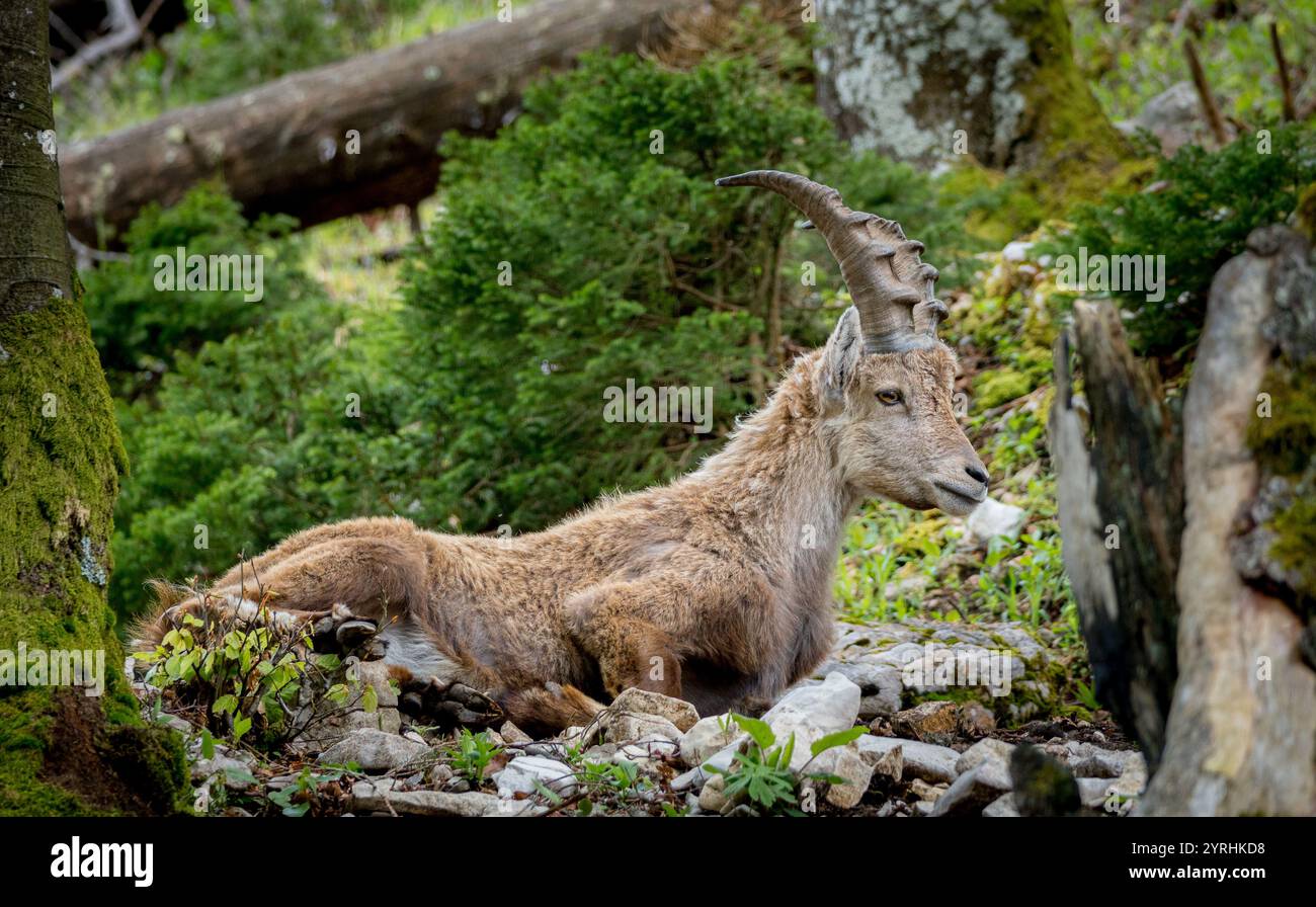 An Alpine Ibex rests in the lush greenery of the Swiss Jura, near Creux ...