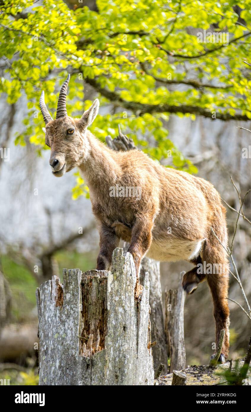 A stunning Alpine Ibex stands gracefully on a tree stump in the lush ...
