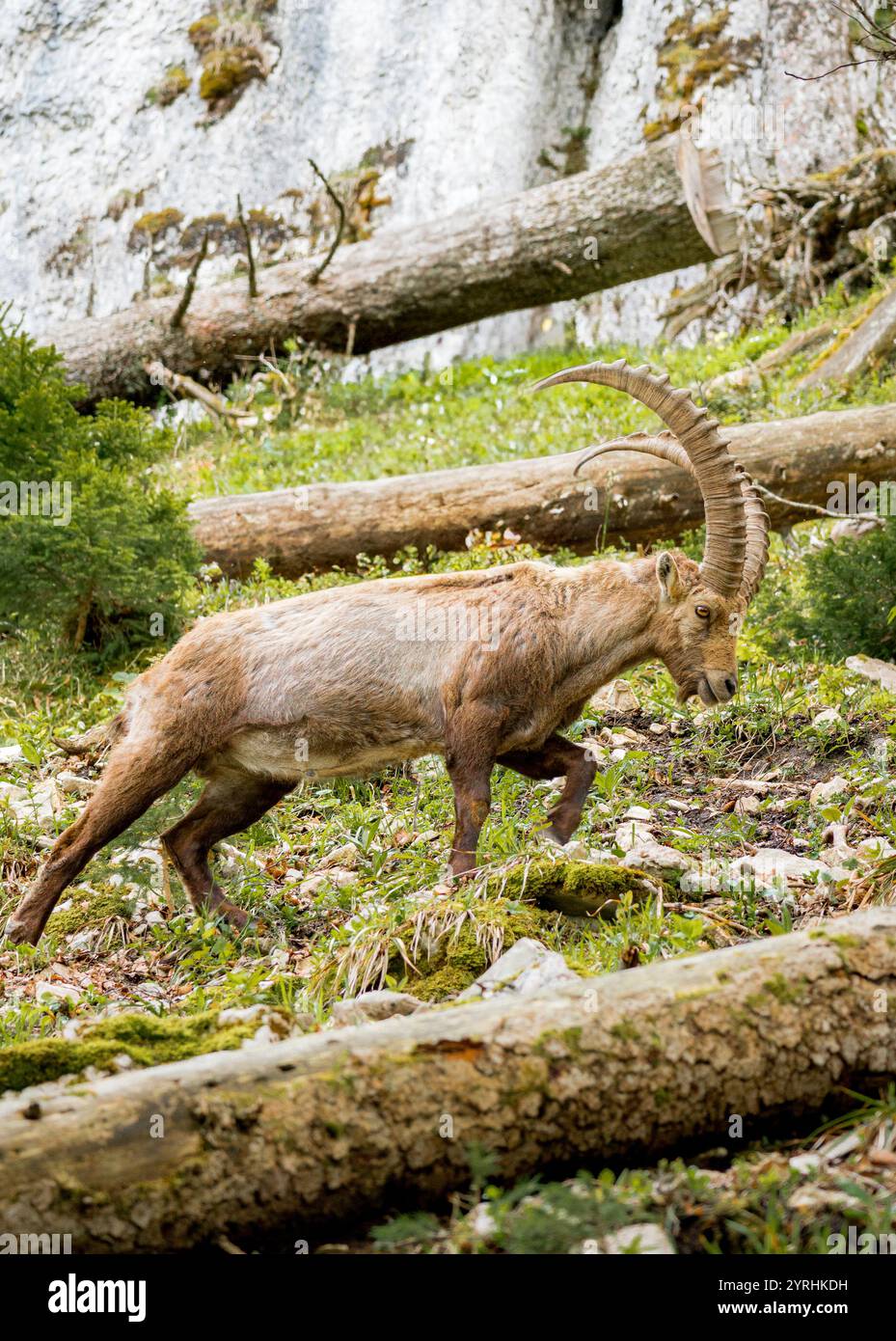 An Alpine ibex navigates through rocky terrain in the Swiss Jura, near ...