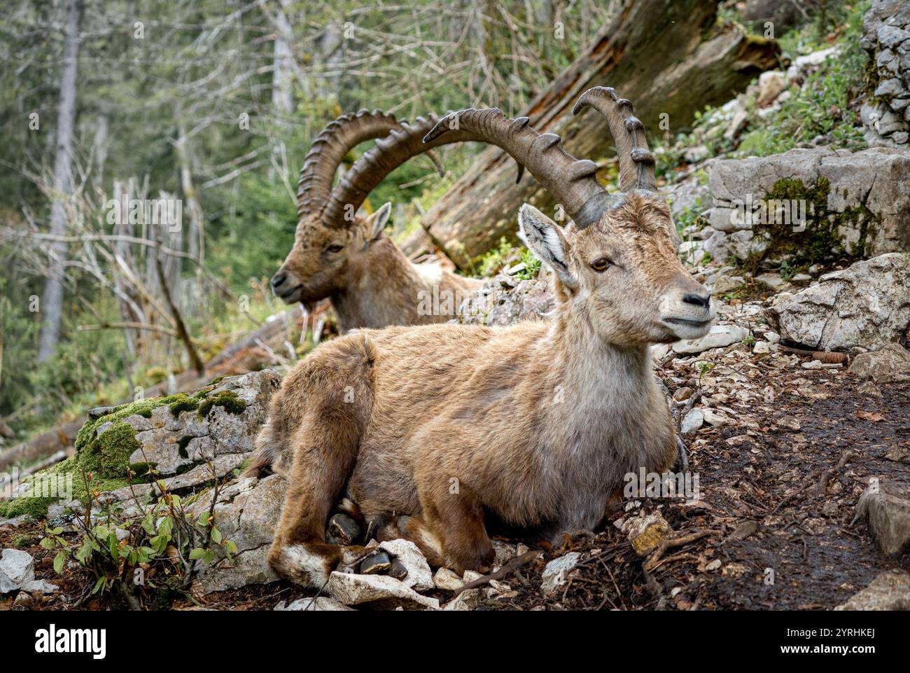 Alpine heritage species hi-res stock photography and images - Alamy