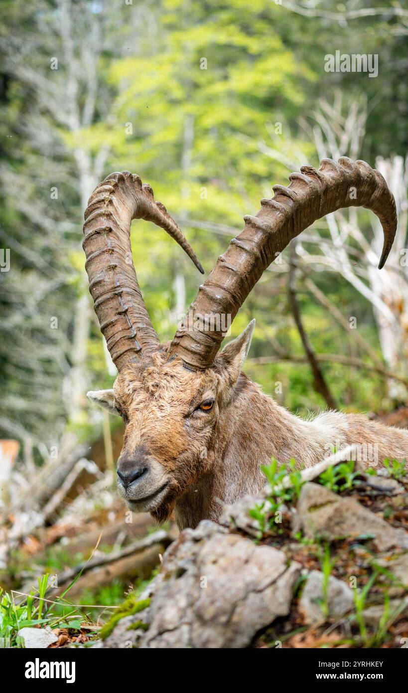 A captivating image of a majestic Alpine Ibex family in the Swiss Jura ...