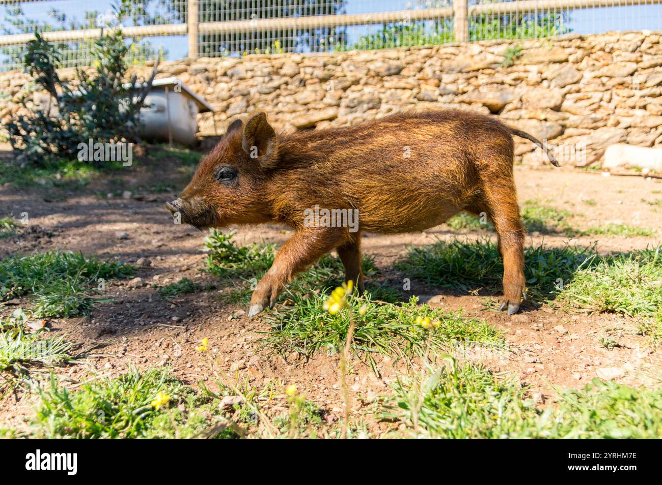 A young wild boar walking on green grass in a sunny farm environment ...