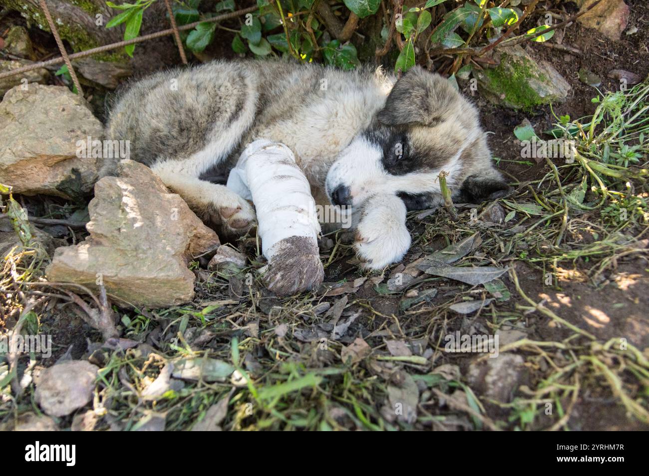 A small, injured puppy lies on the ground, its leg wrapped in a white ...