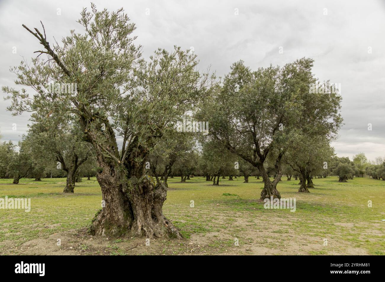 A picturesque view of an olive grove under a cloudy sky The ancient ...