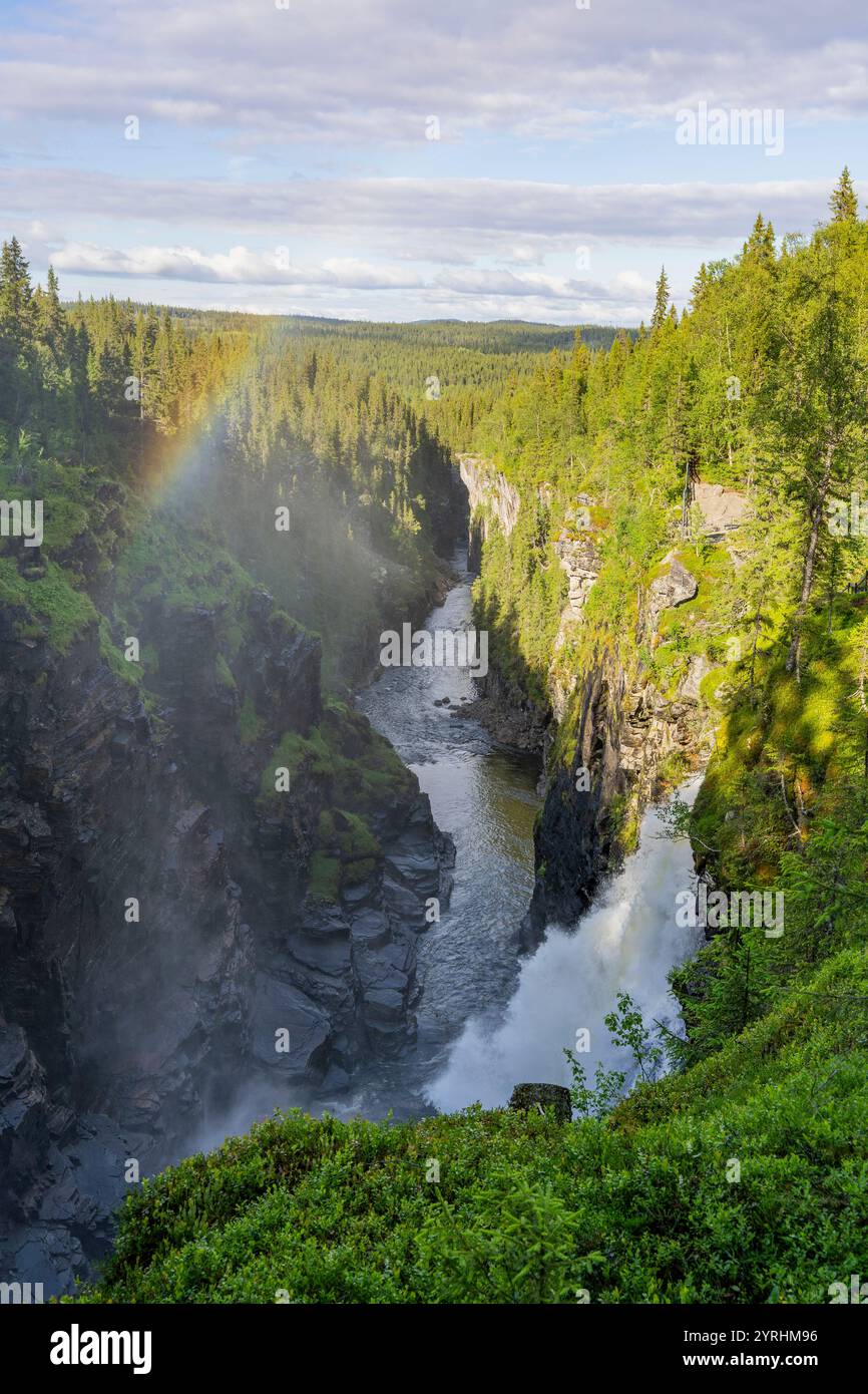 Swedish flora exploration hi-res stock photography and images - Alamy