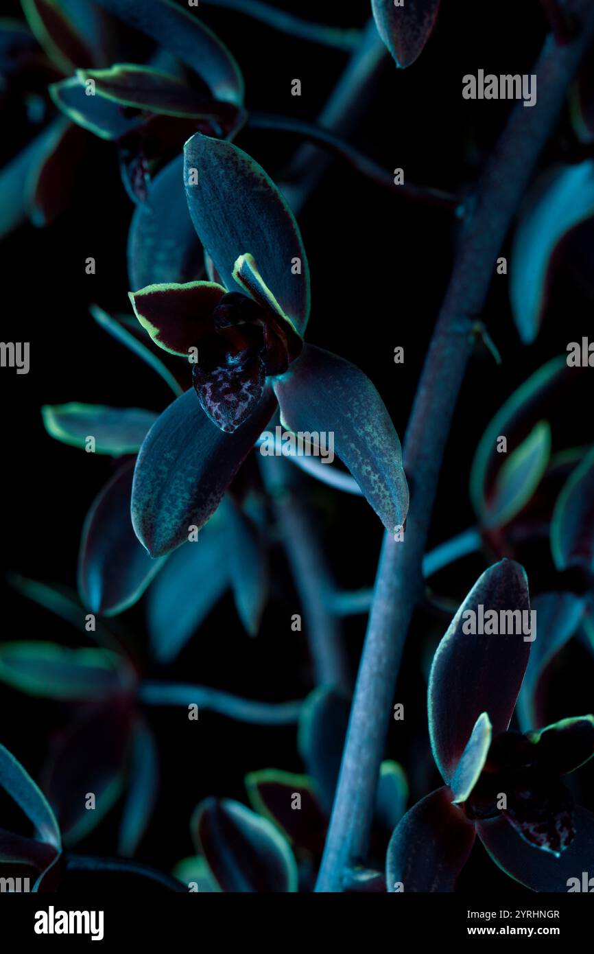 Cymbidium Little Black Sambo "Black Magic", a hybrid of Australian ...