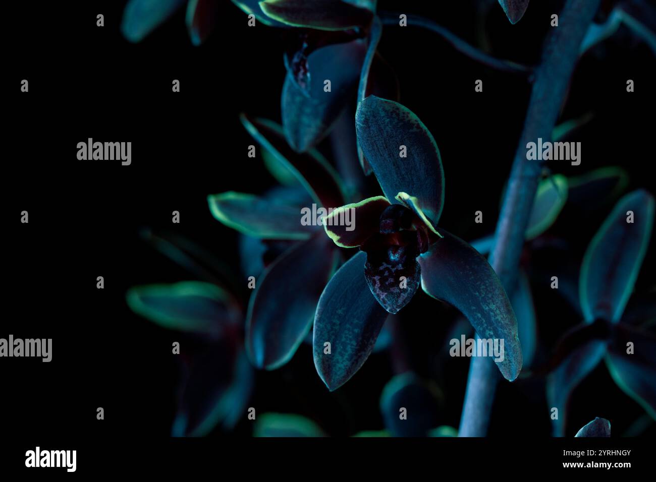 Cymbidium Little Black Sambo "Black Magic", a hybrid of Australian ...