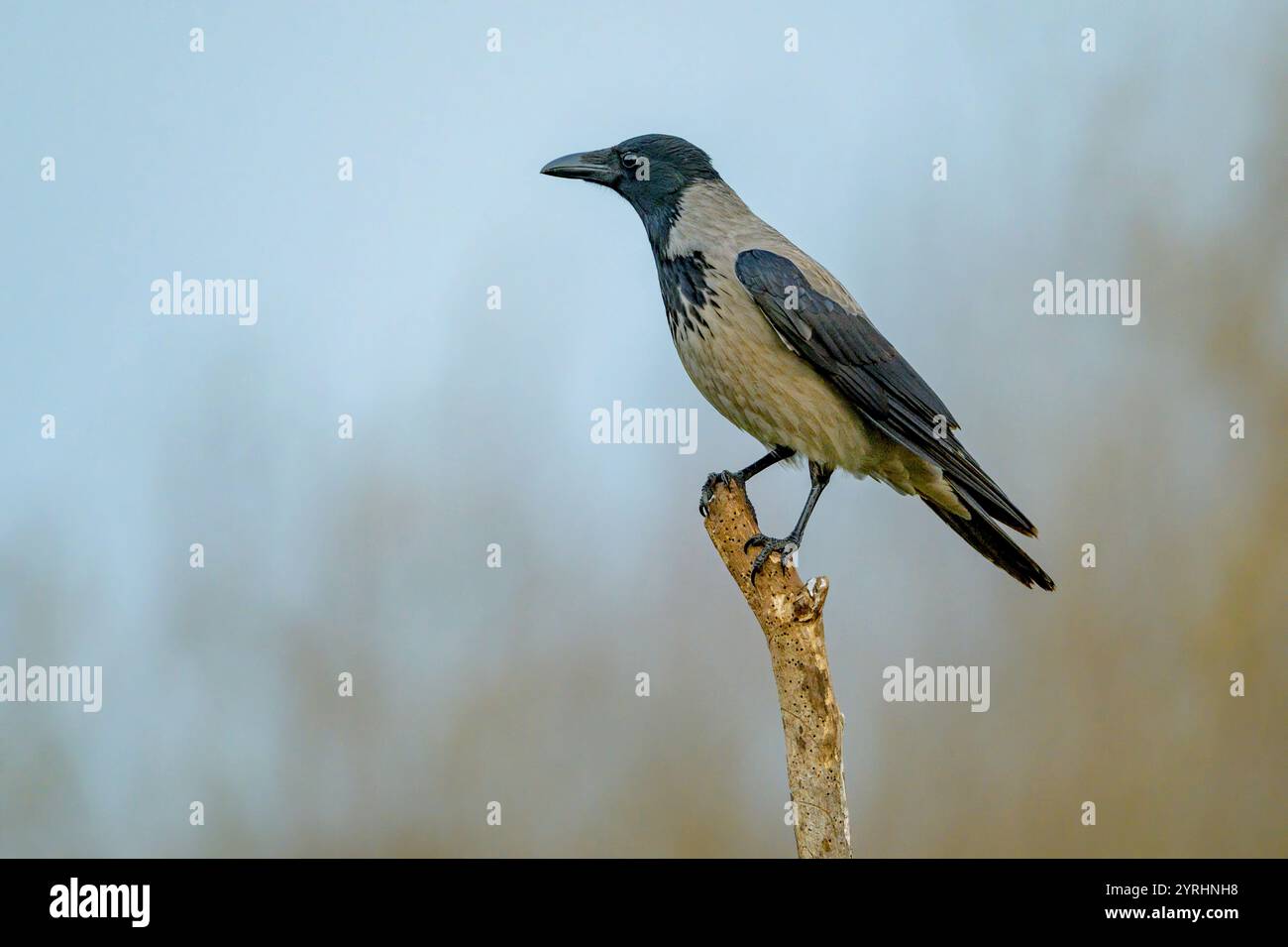 Hooded crow (Corvus cornix). Photo from Vittskövle, southern Sweden ...