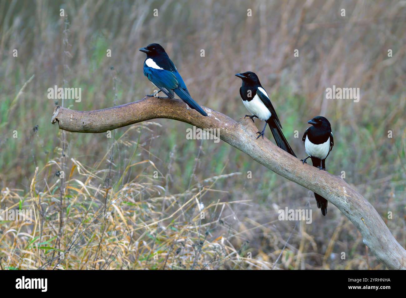Common magpies (Pica pica fennorum) from Vittskövle, southern Sweden ...