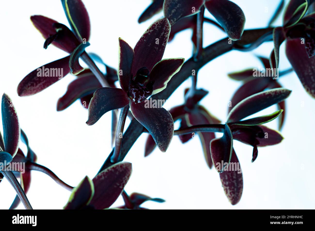 Little black sambo hi-res stock photography and images - Alamy