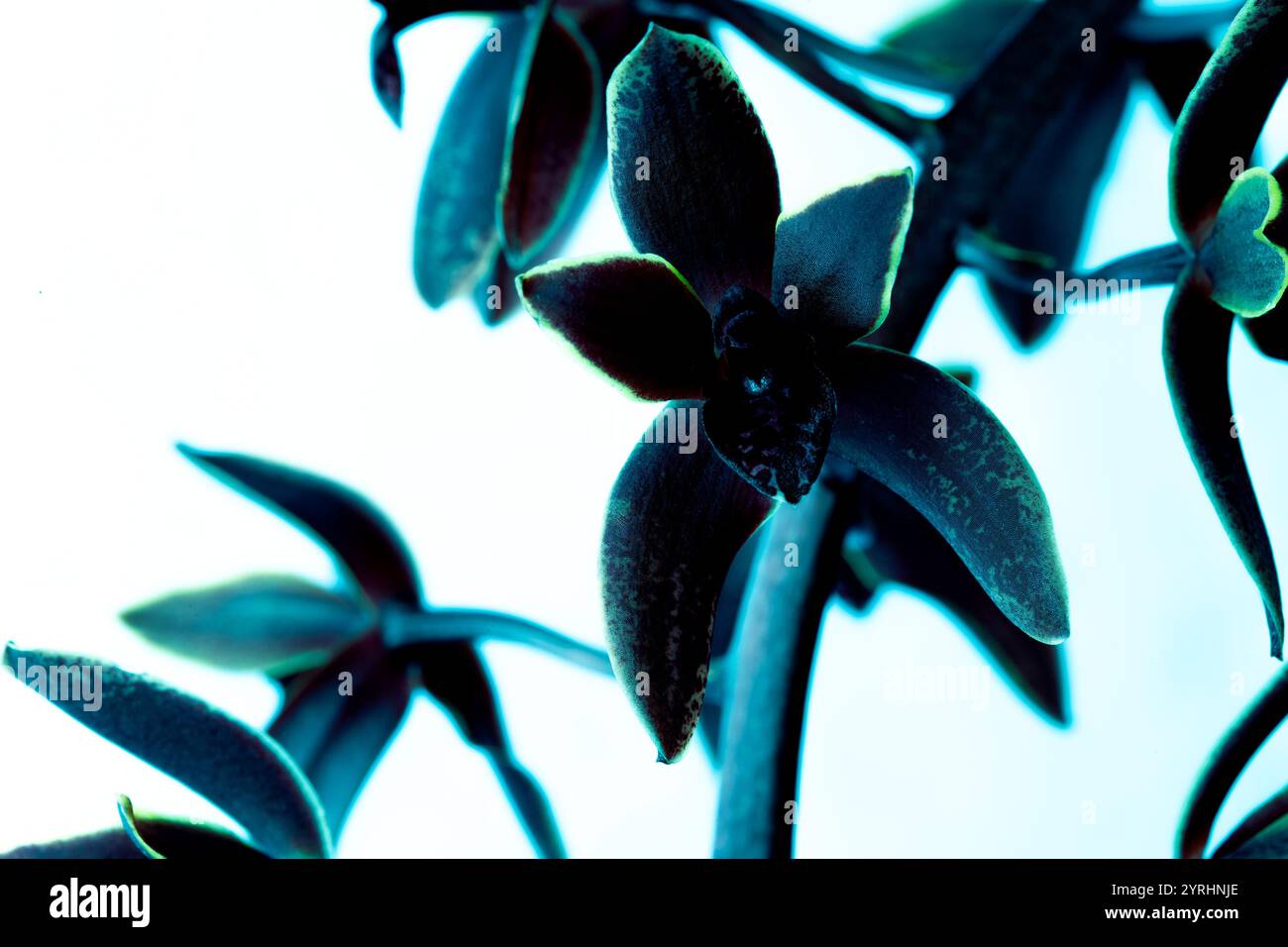 Cymbidium Little Black Sambo "Black Magic", a hybrid of Australian ...