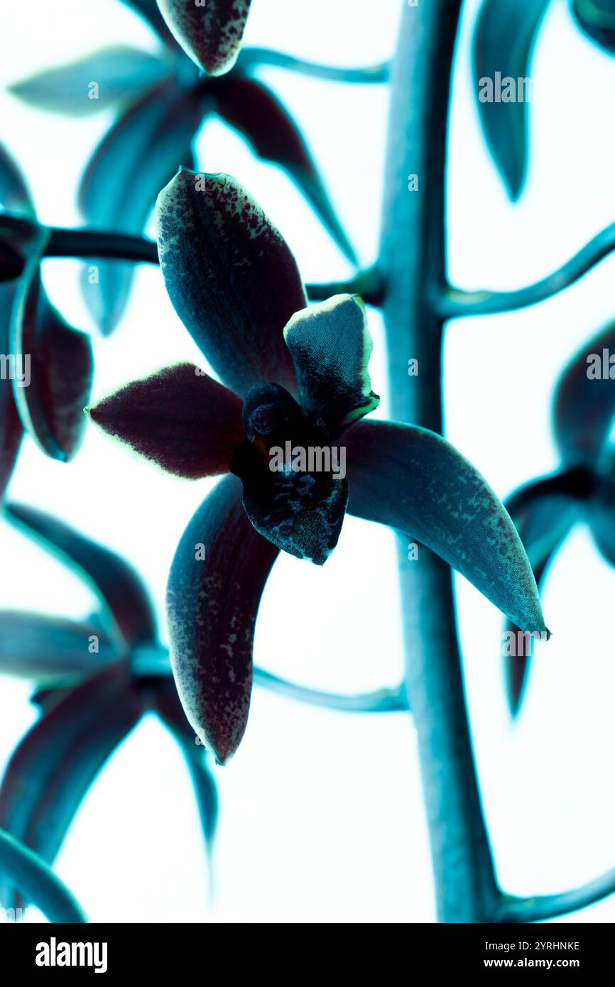 Cymbidium Little Black Sambo "Black Magic", a hybrid of Australian ...