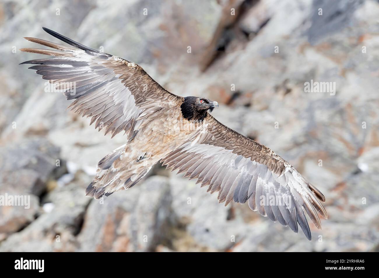 The bearded vulture, stunning portrait in flight (Gypaetus barbatus ...