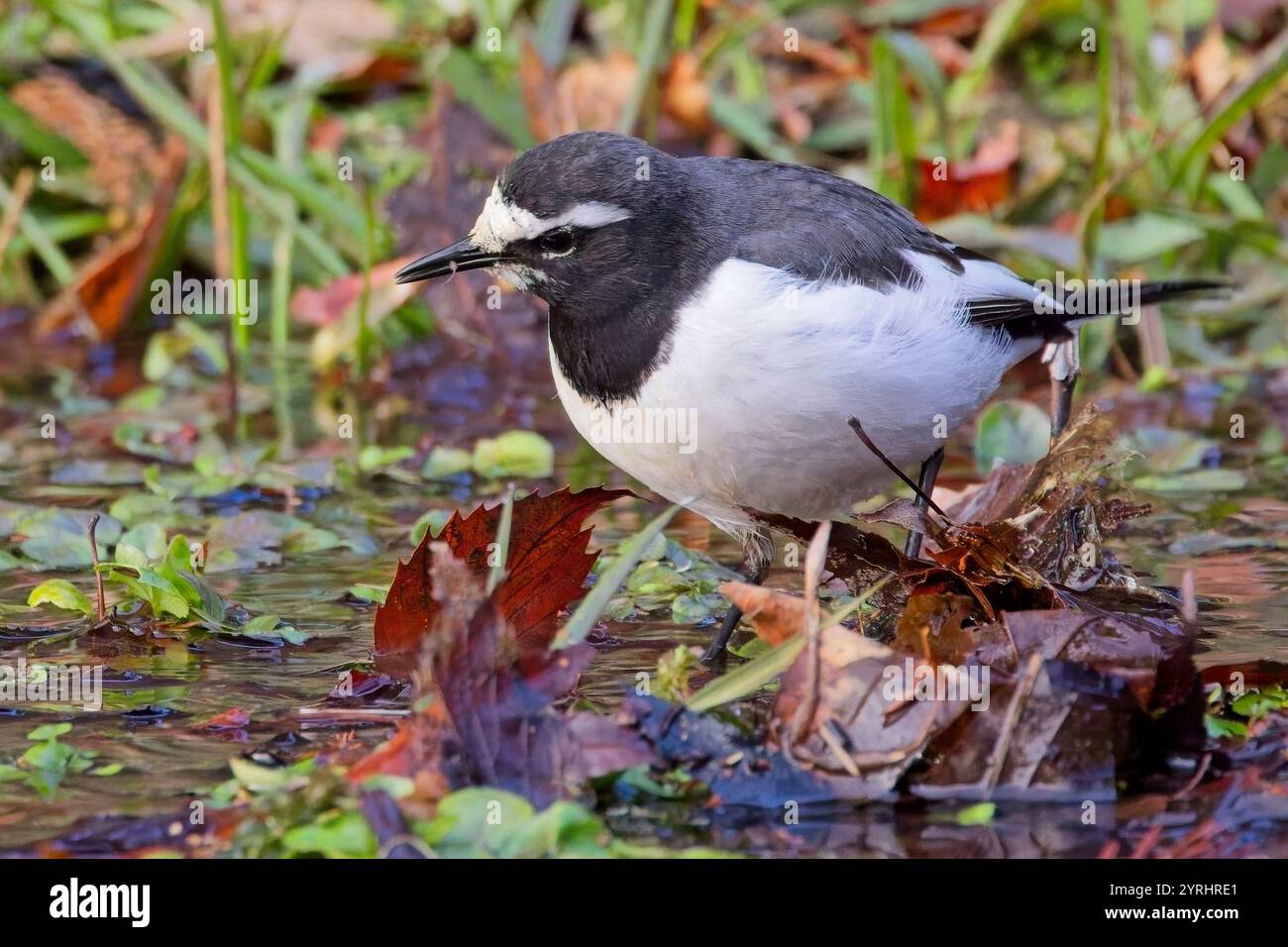 Japanese Wagtail, (Motacilla grandis), foraging in wet leaf litter ...