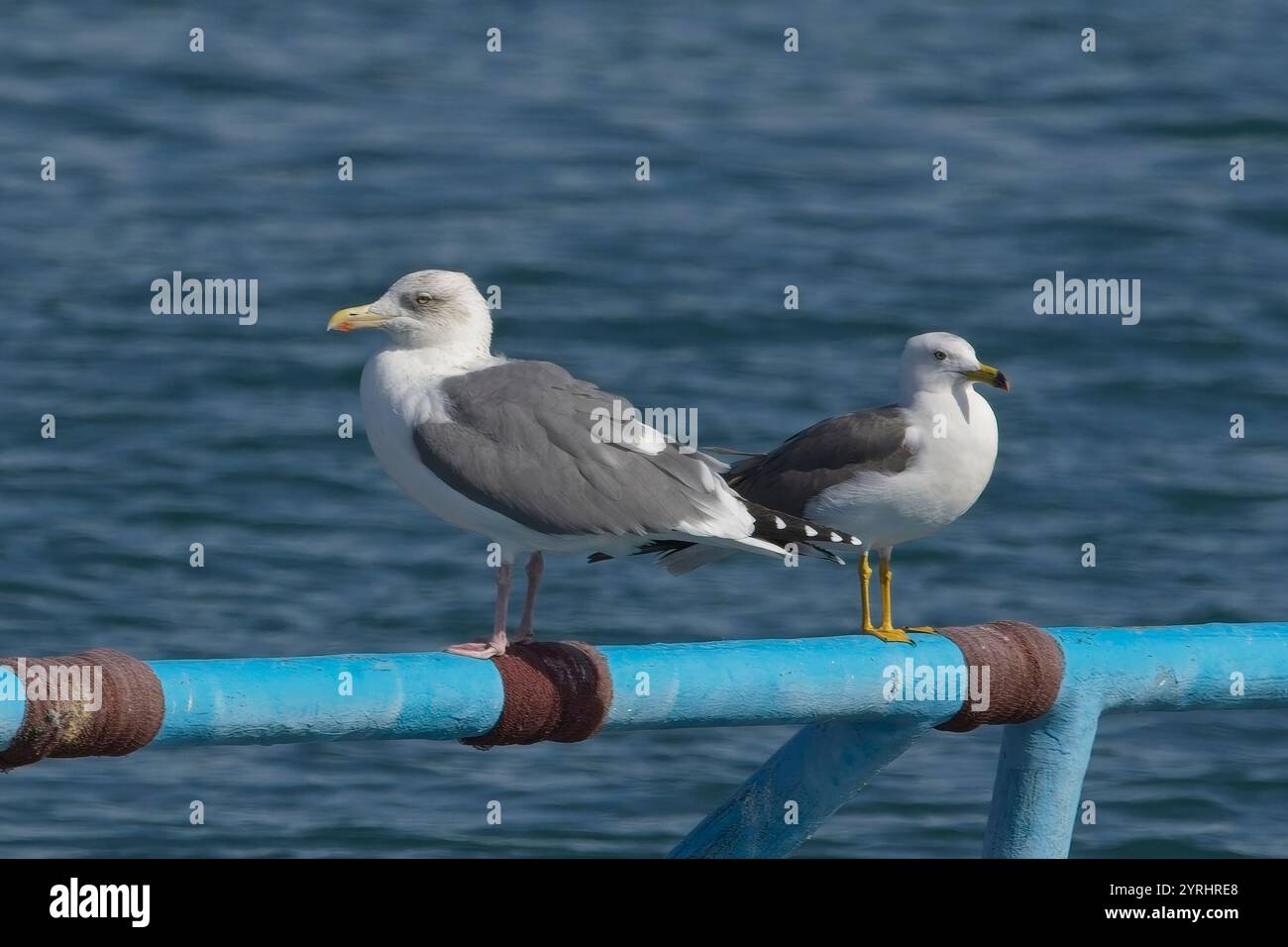 Slaty-backed Gull (Larus schistisagus) and Black-tailed Gull (Larus ...