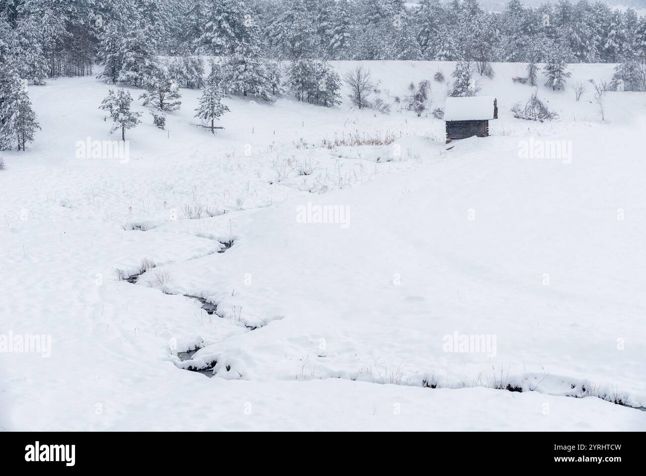 Cold winter scene, heavy snow on tree branches at rural area. Romantic ...