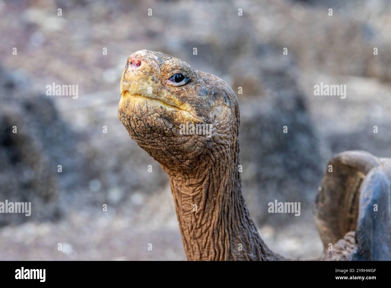 Galapagos Giant Tortoise (Chelonoidis niger) at the Charles Darwin ...