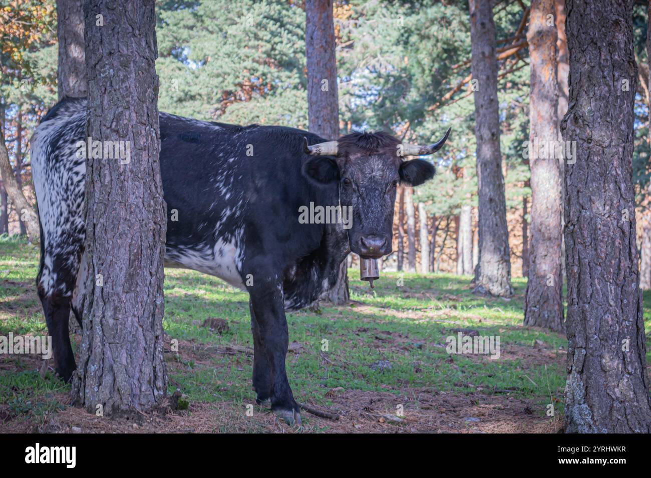 a bull looking curiously and cautiously behind a tree with two horns ...
