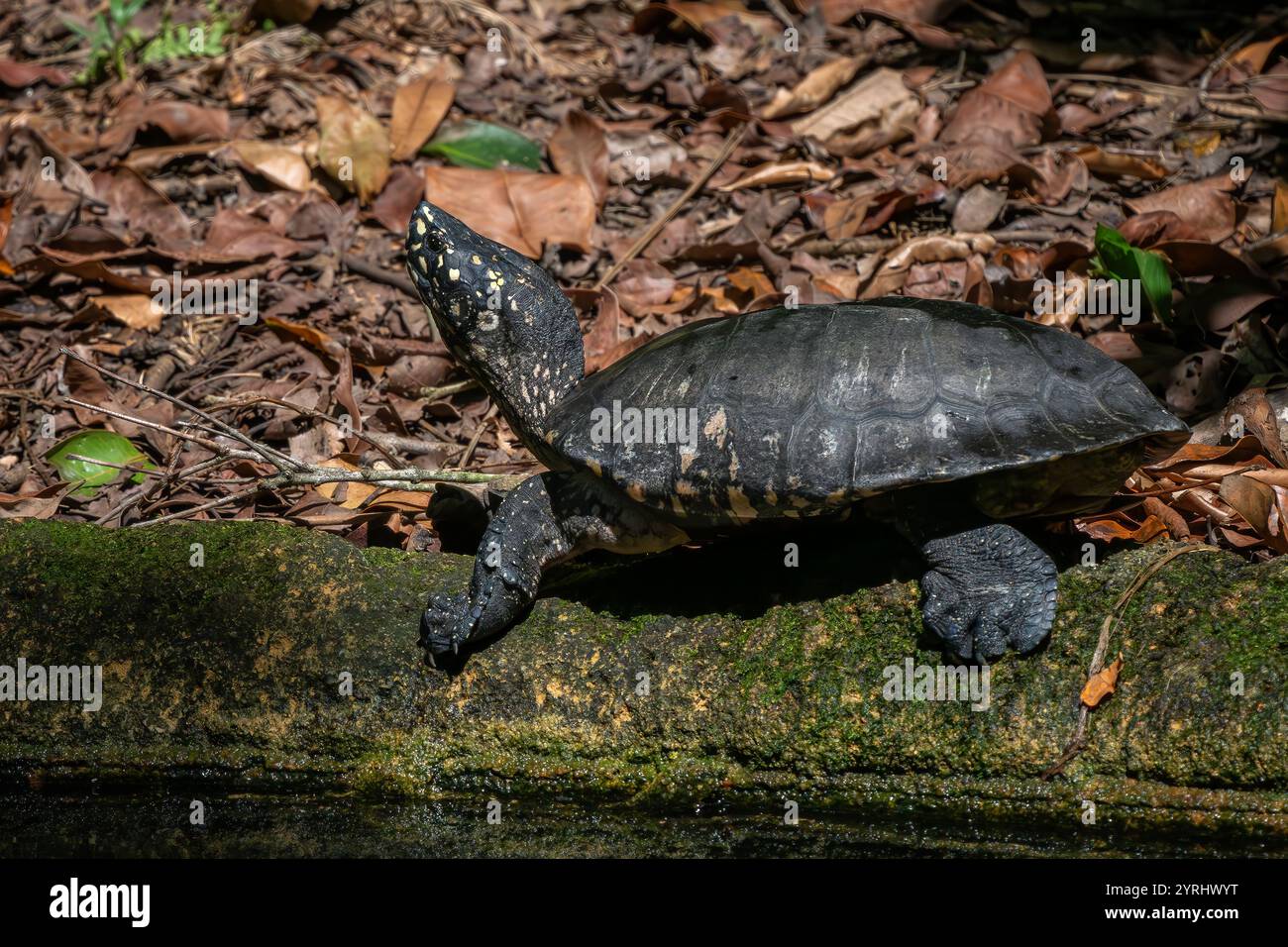 Black Pond Turtle - Geoclemys hamiltonii, beautiful dark large turtle ...