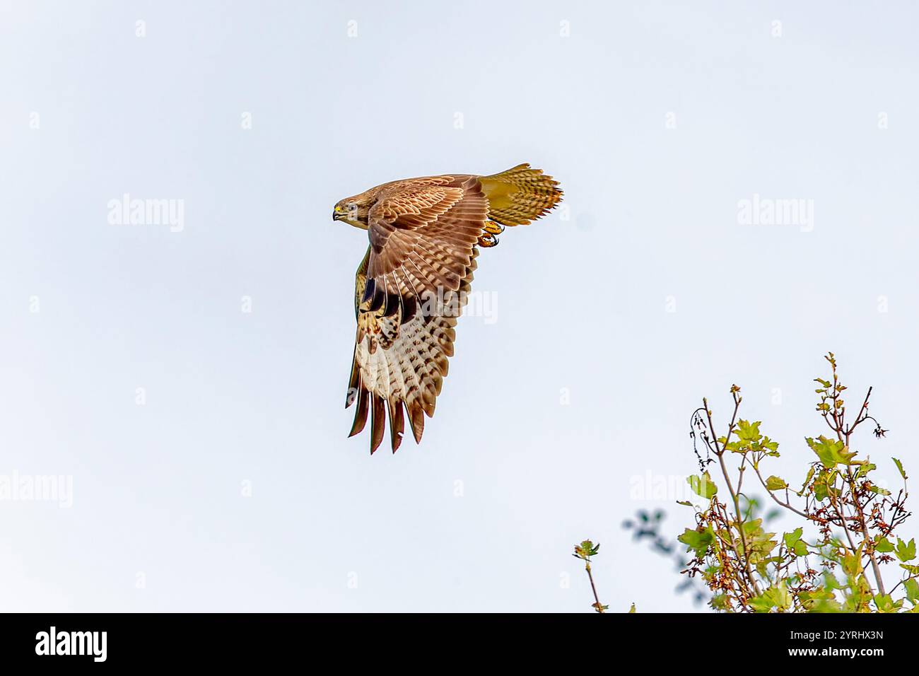A Common Buzzard flying low and sideways across, side view,Westmancote ...