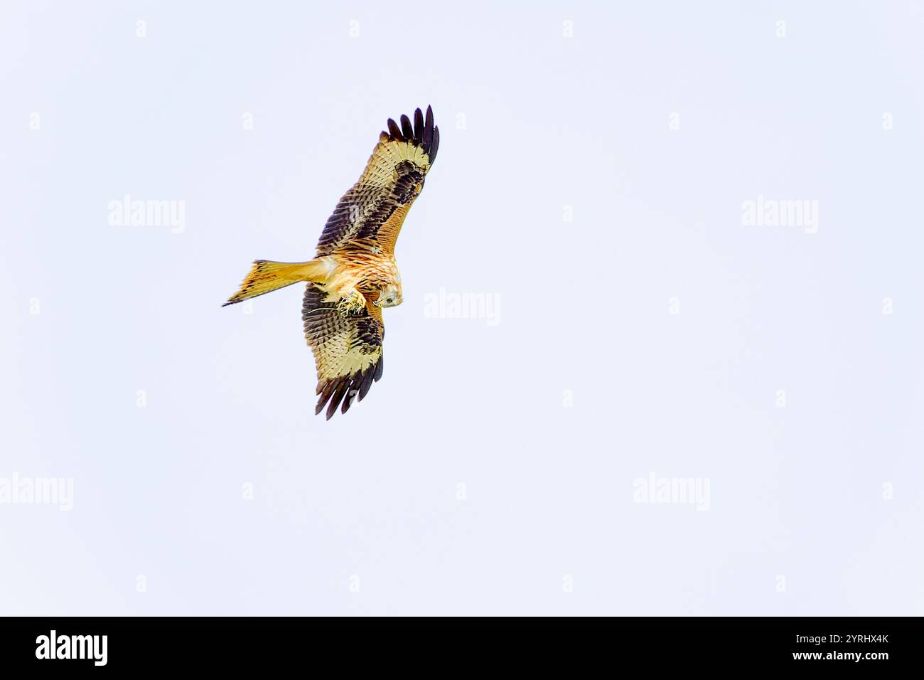 A Red kite flying overhead in a clear sky,Westmancote,Worcestershire ...