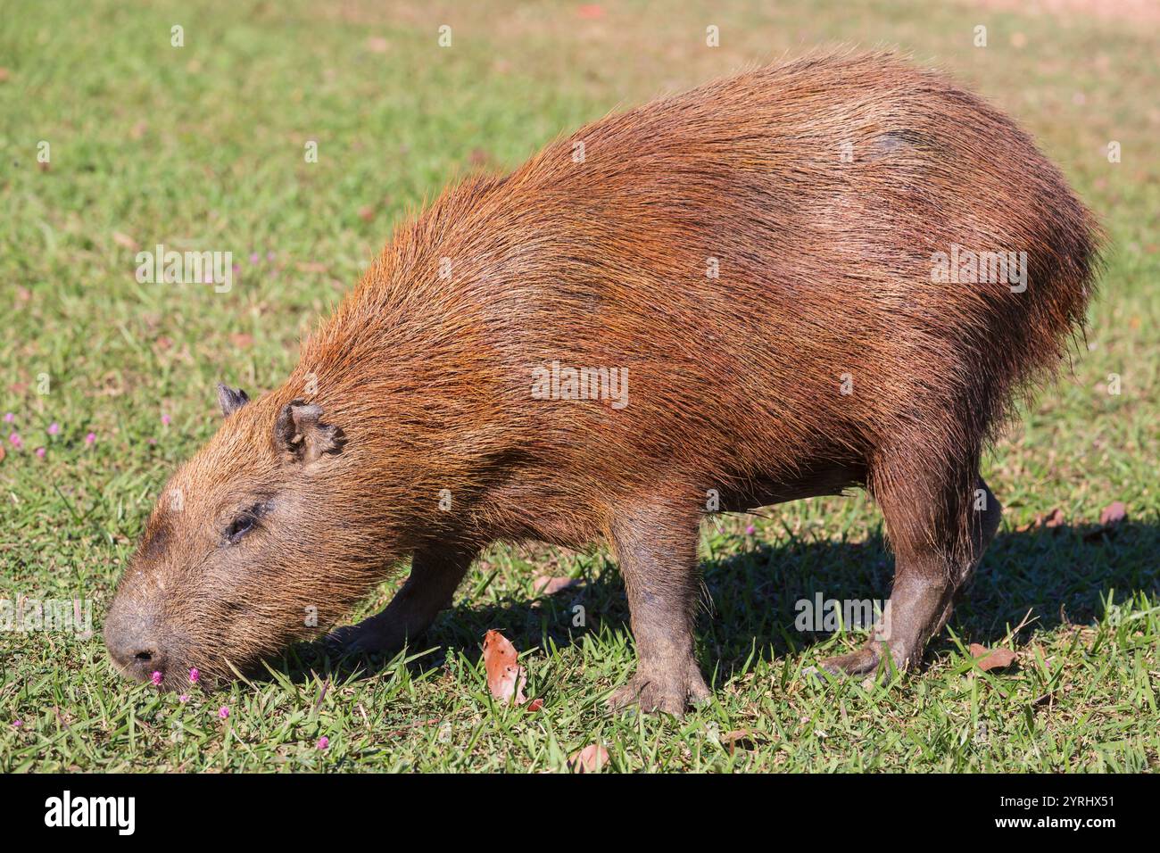 Capybara in the Pantanal, Brazil, South America Stock Photo - Alamy