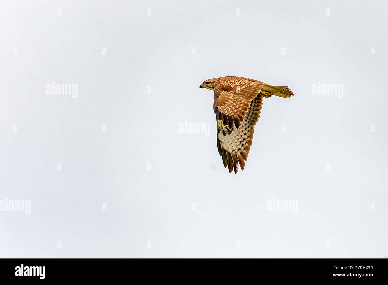 A Common Buzzard flying low and sideways across, side view,Westmancote ...