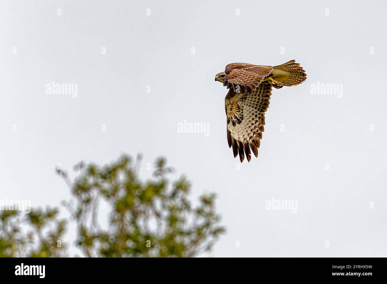 A Common Buzzard flying low and sideways across, side view,Westmancote ...