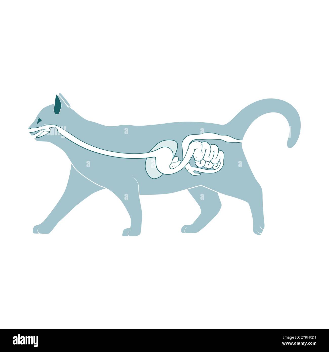 Digestive system cat hi-res stock photography and images - Alamy