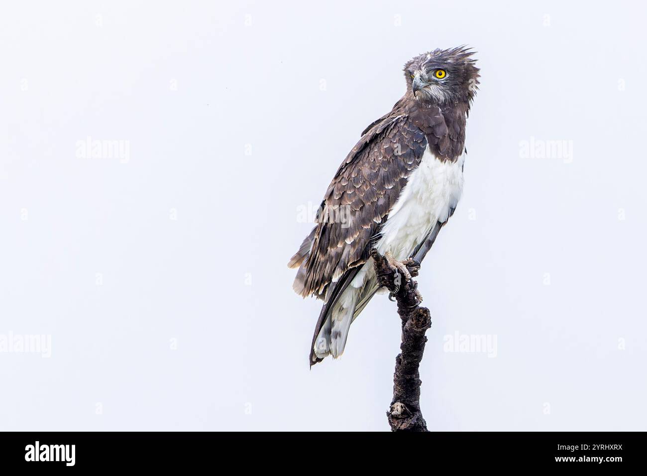 An adult African hawk-eagle perched on a dead branch, side view, Mara ...