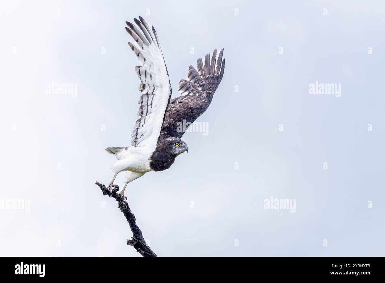 An adult African hawk-eagle just taking off, side view, Olare Motorogi ...