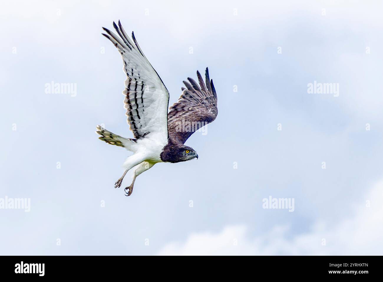 An adult African hawk-eagle flying, just after taking off, side view ...