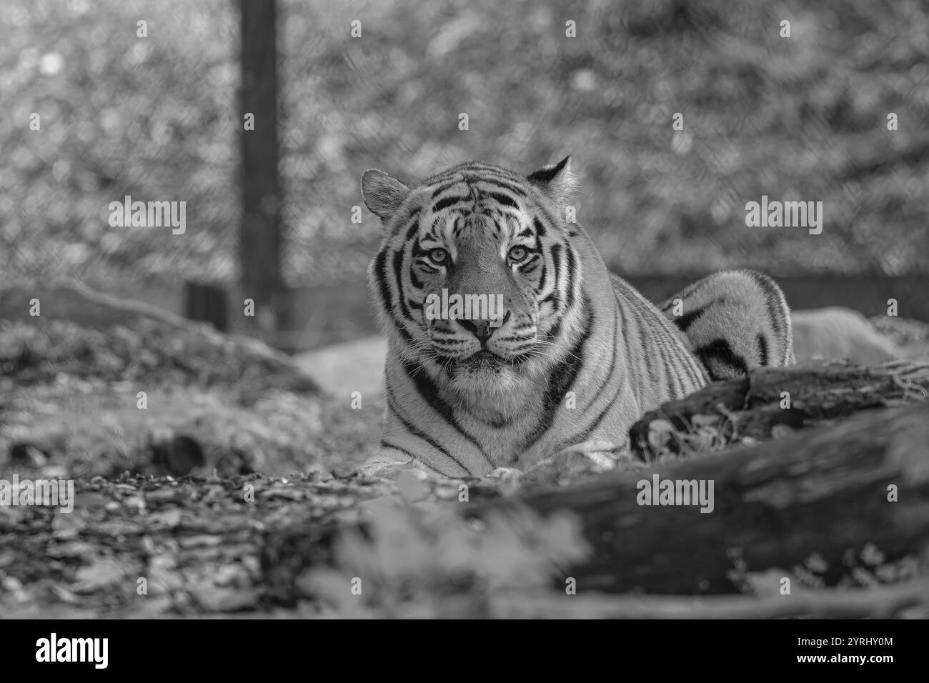 A tiger looking serious into the camera Stock Photo - Alamy