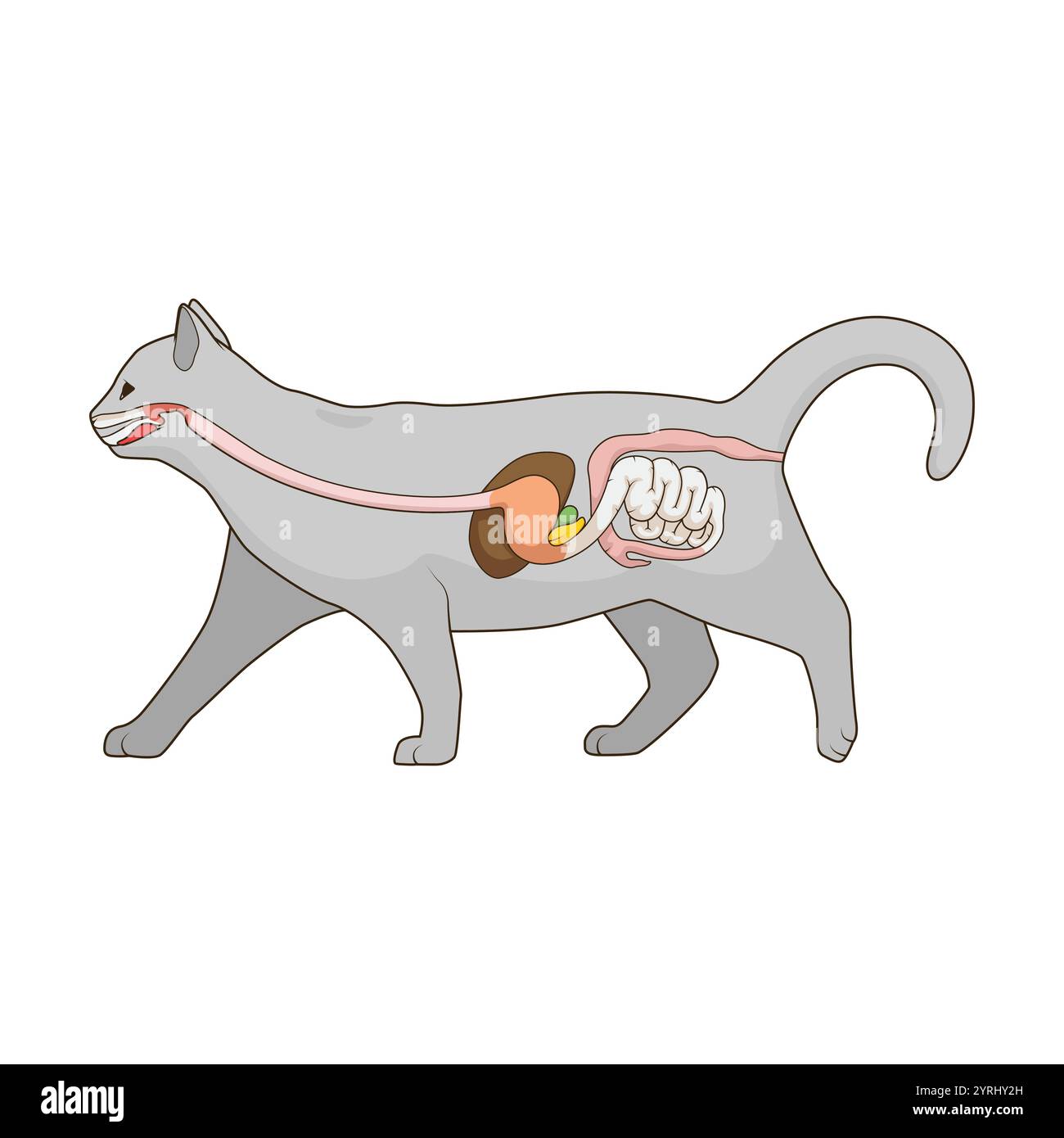 Digestive system cat hi-res stock photography and images - Alamy