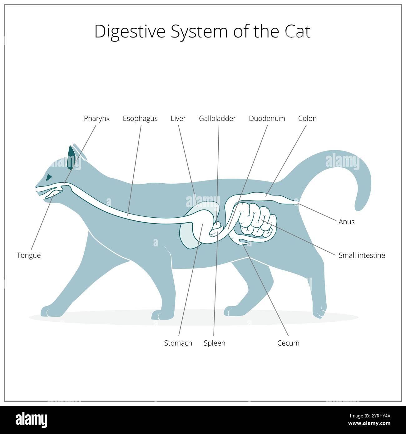 Digestive system cat hi-res stock photography and images - Alamy