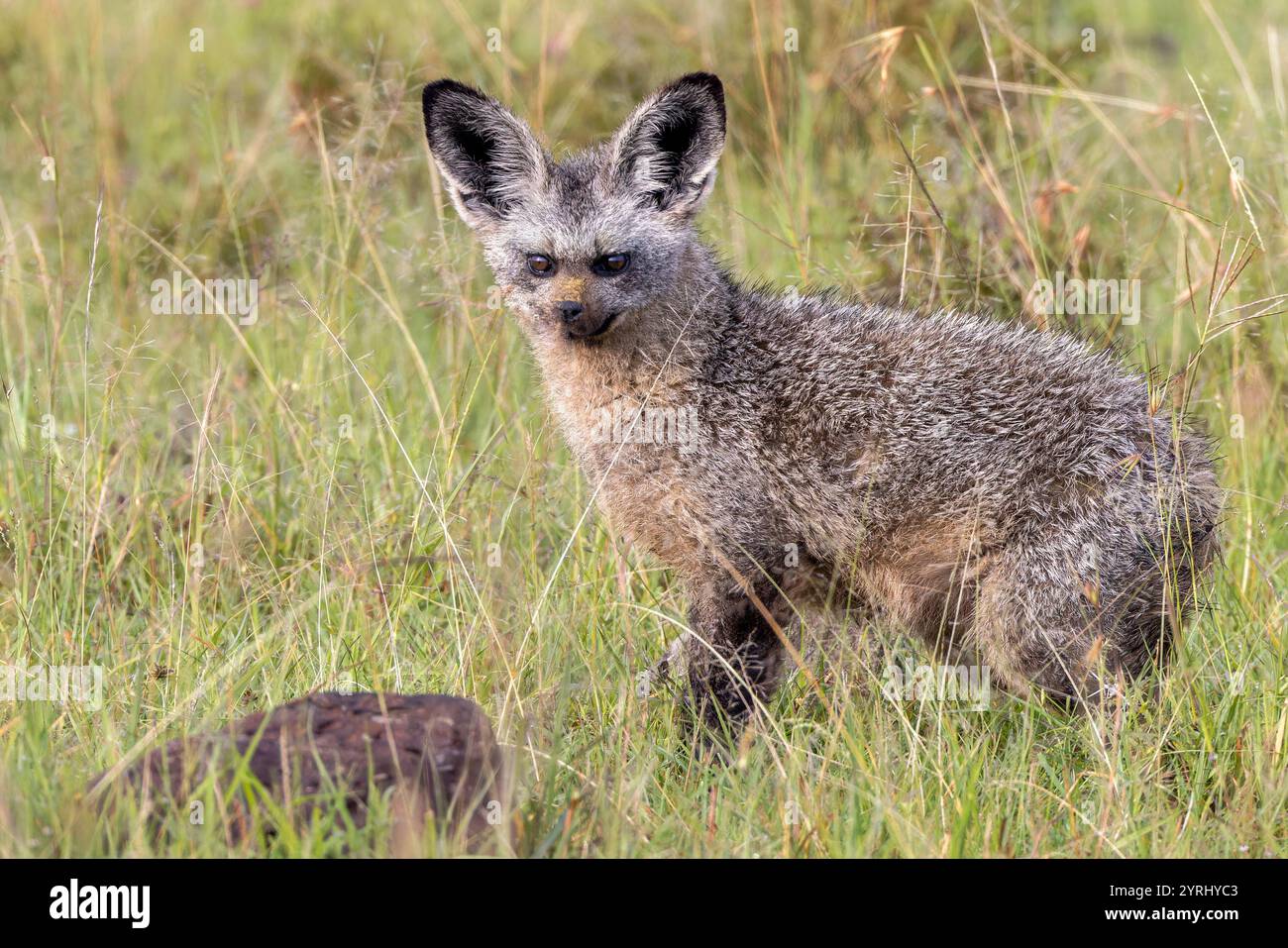 Bat-Eared Fox adult in open grassland, side on close view, looking at ...