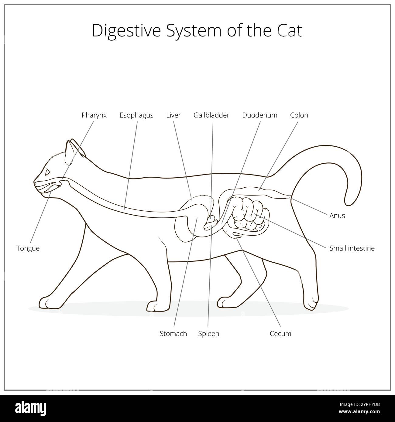 Digestive system cat hi-res stock photography and images - Alamy