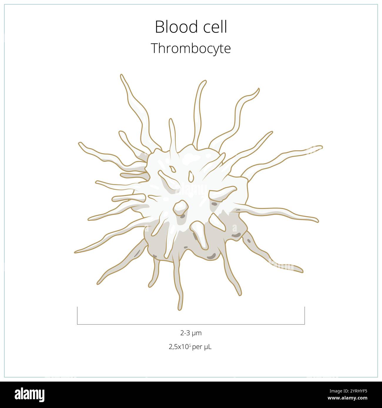 Blood cell drawing Cut Out Stock Images & Pictures - Alamy