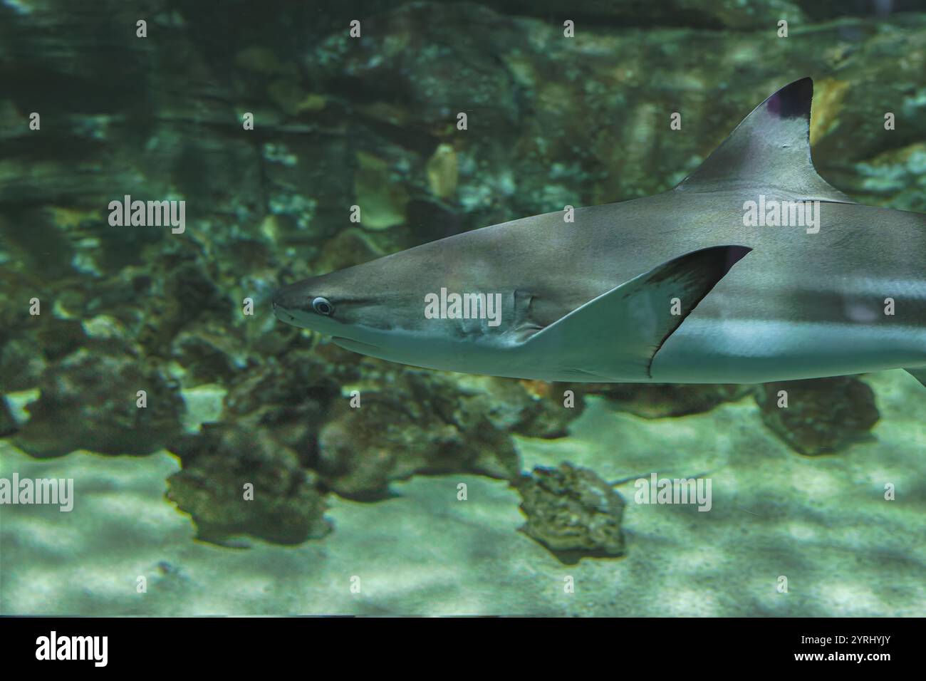 Squalidae (dog shark Stock Photo - Alamy