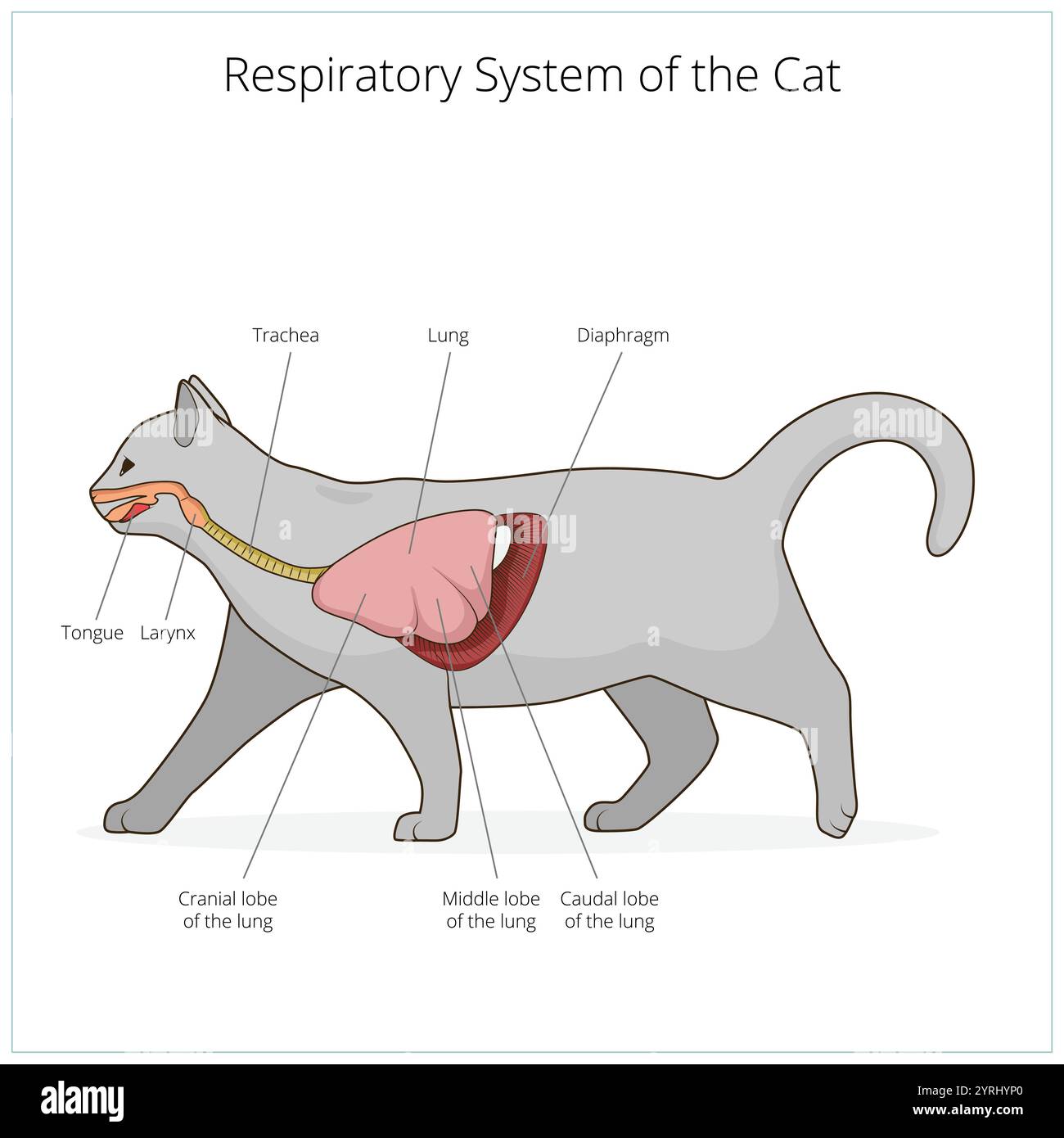 Respiratory system of cat hi-res stock photography and images - Alamy