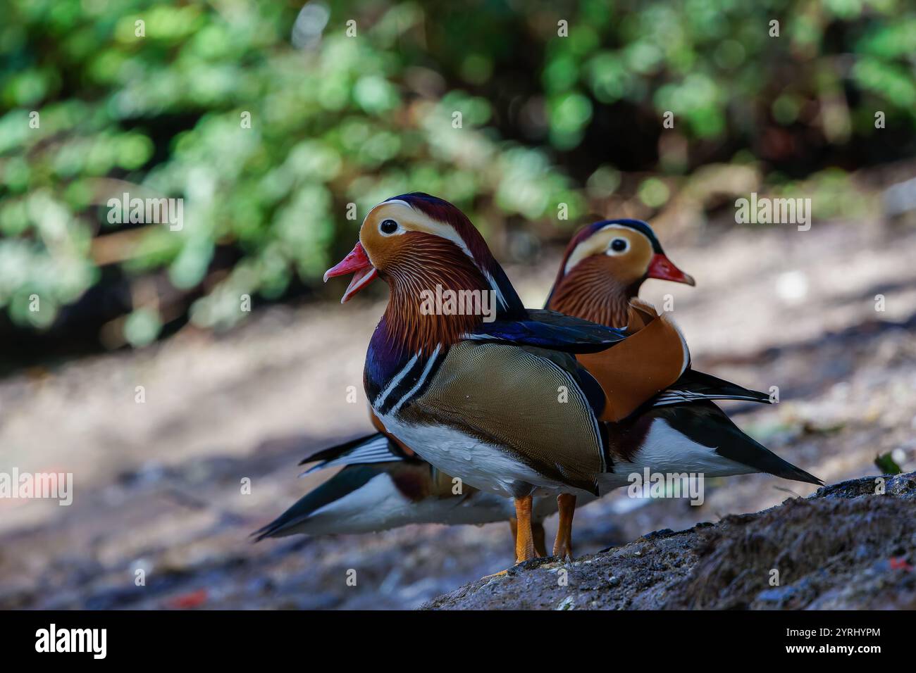 A pair of the mandarin duck (Aix galericulata Stock Photo - Alamy