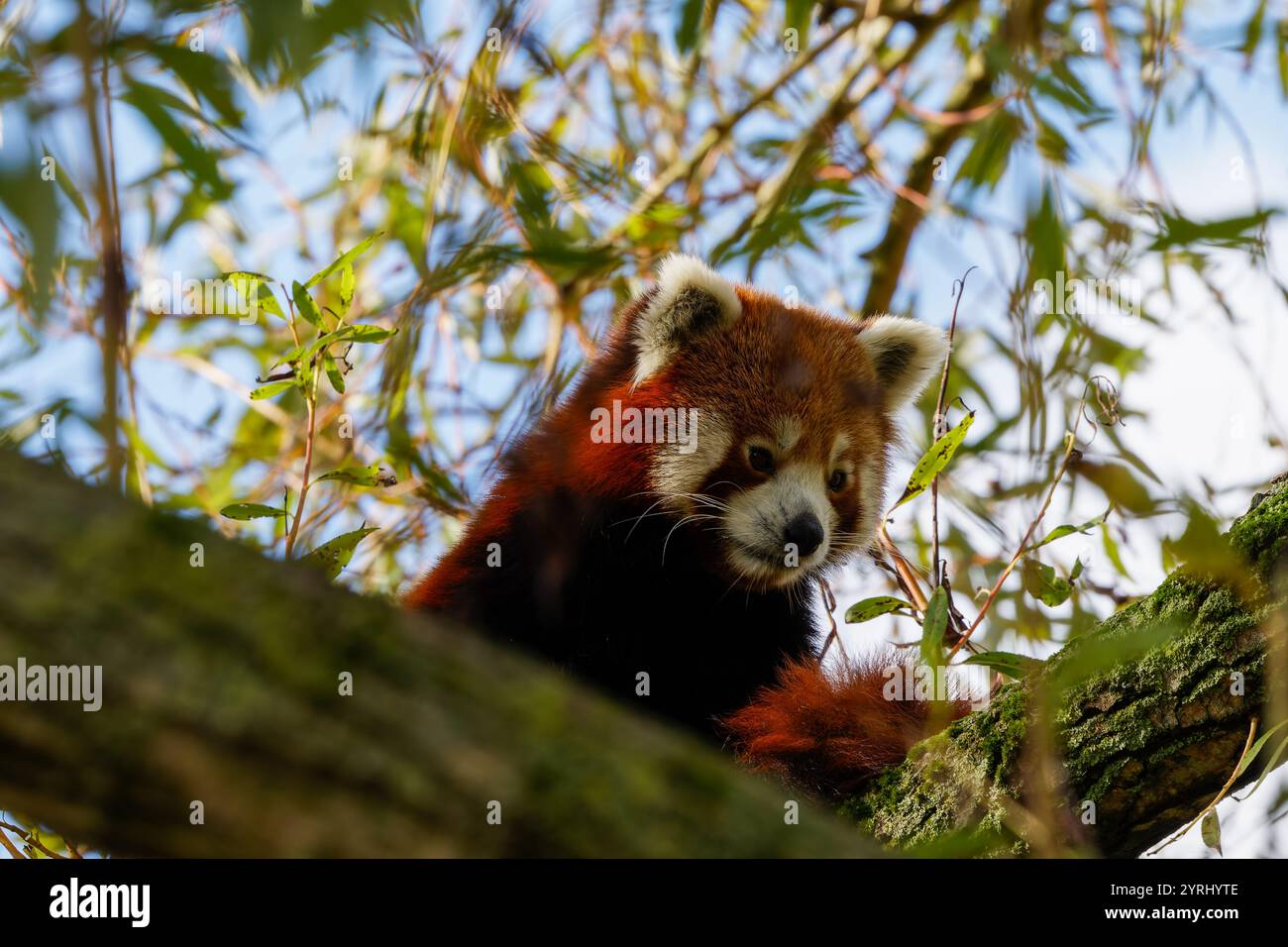 Red panda relaxing in sun hi-res stock photography and images - Alamy
