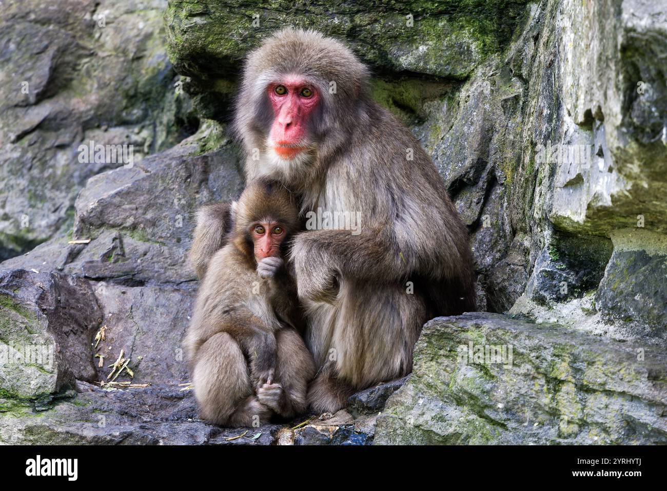 A mother baboon with her baby looking curious Stock Photo - Alamy