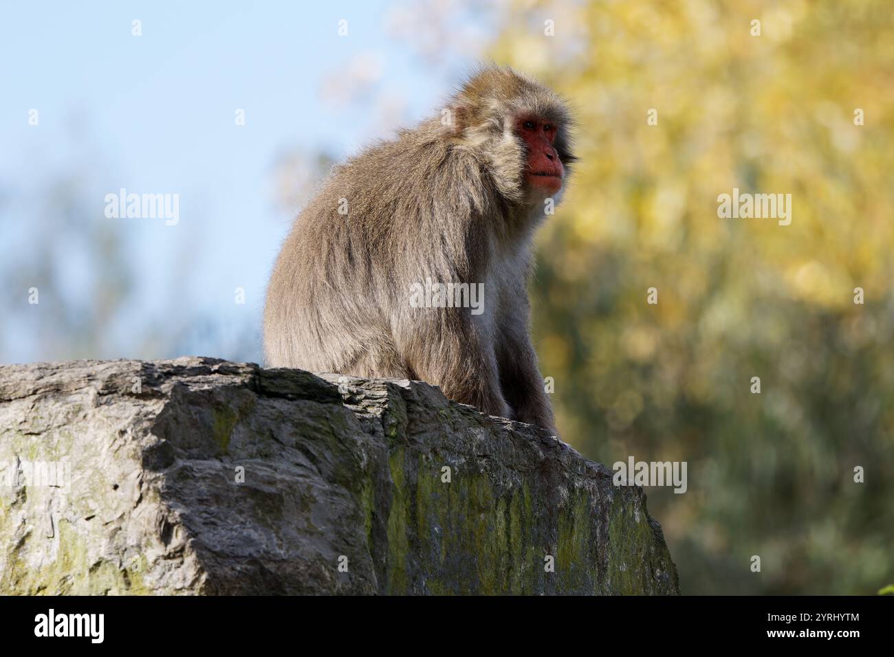 Baboon on a rock hi-res stock photography and images - Alamy
